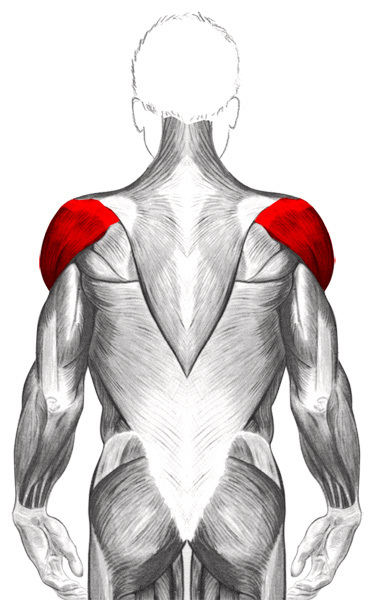 Les deltoïdes :: Medicina