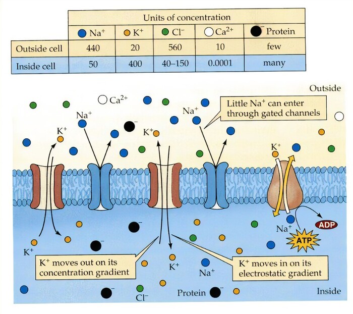 (Transport des molécules à travers les membranes cellulaires) Osmose ...