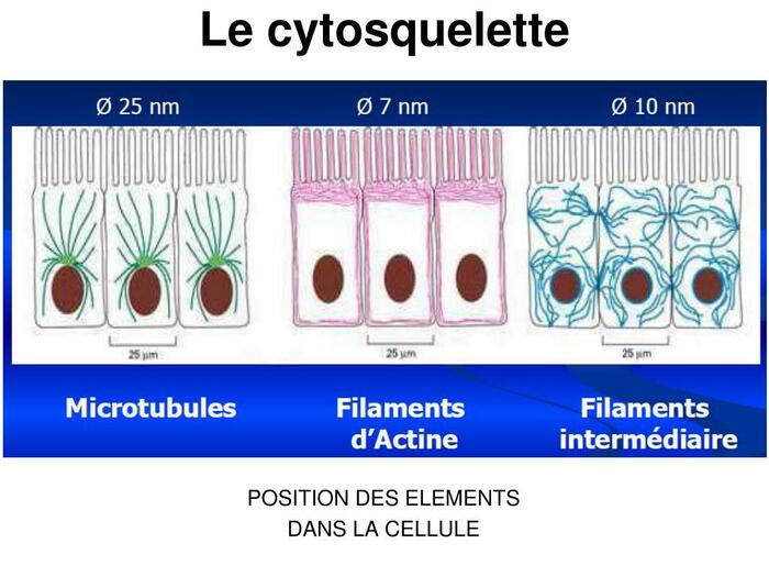 Le cytosquelette :: Medicina