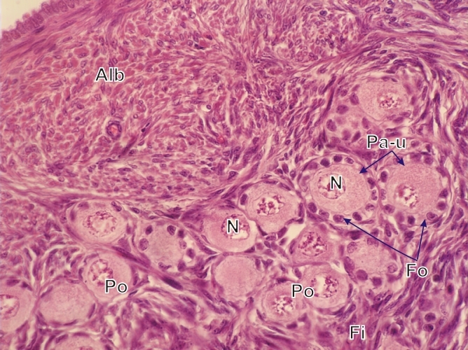 Histologie de l’appareil reproducteur et du sein :: Medicina