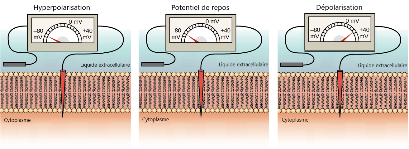 (Transport des molécules à travers les membranes cellulaires) Osmose ...