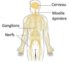 Le système nerveux central et périphérique :: Medicina