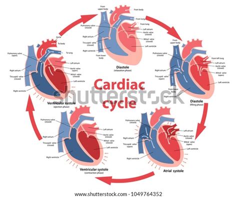 Le cycle cardiaque et ses paramètre :: Medicina