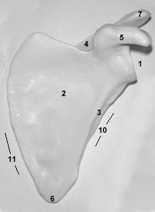 La SCAPULA (omoplate) :: Medicina