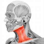 Les muscles du cou :: Medicina